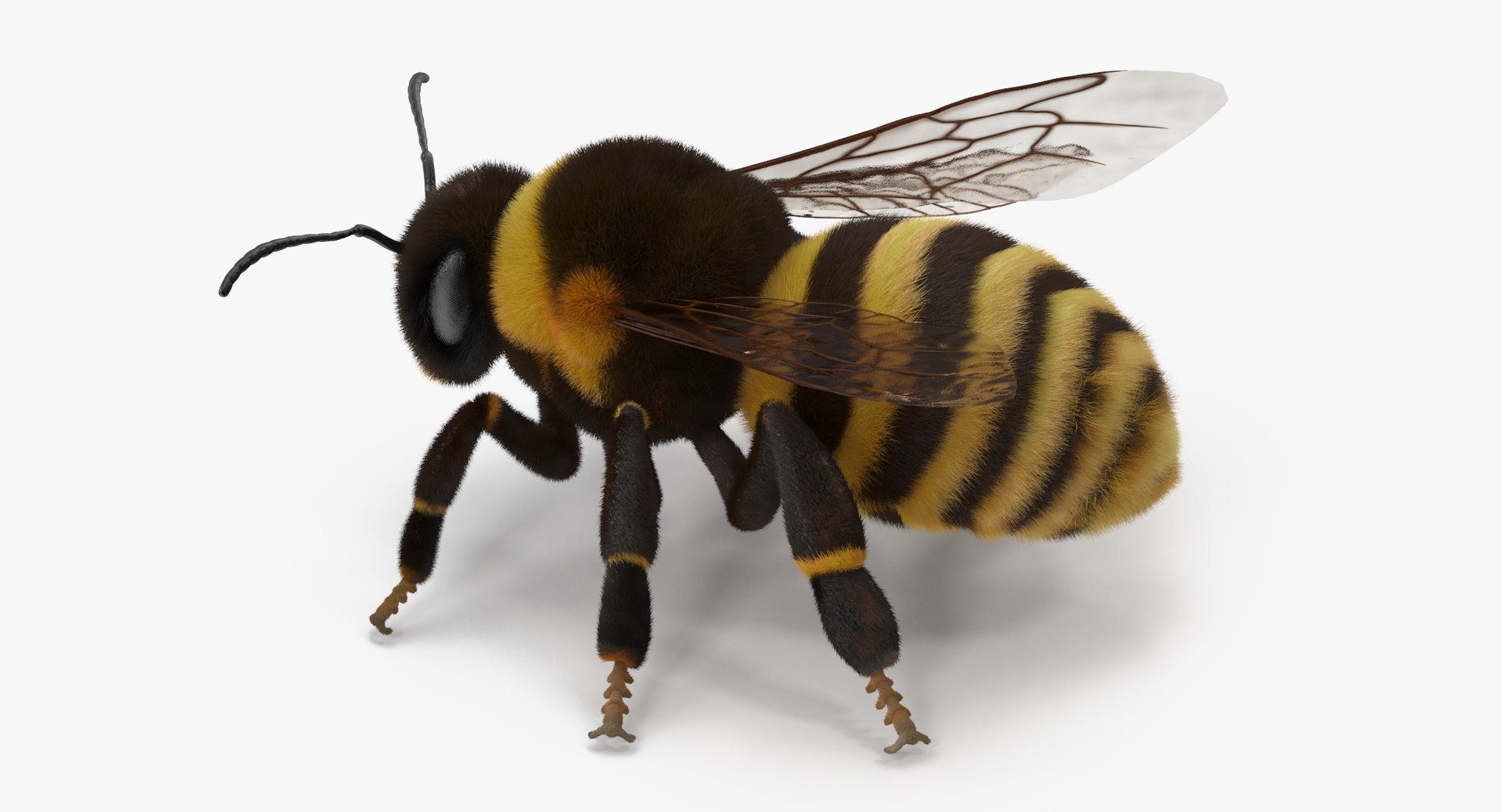 Max Bumblebee Animation Wings