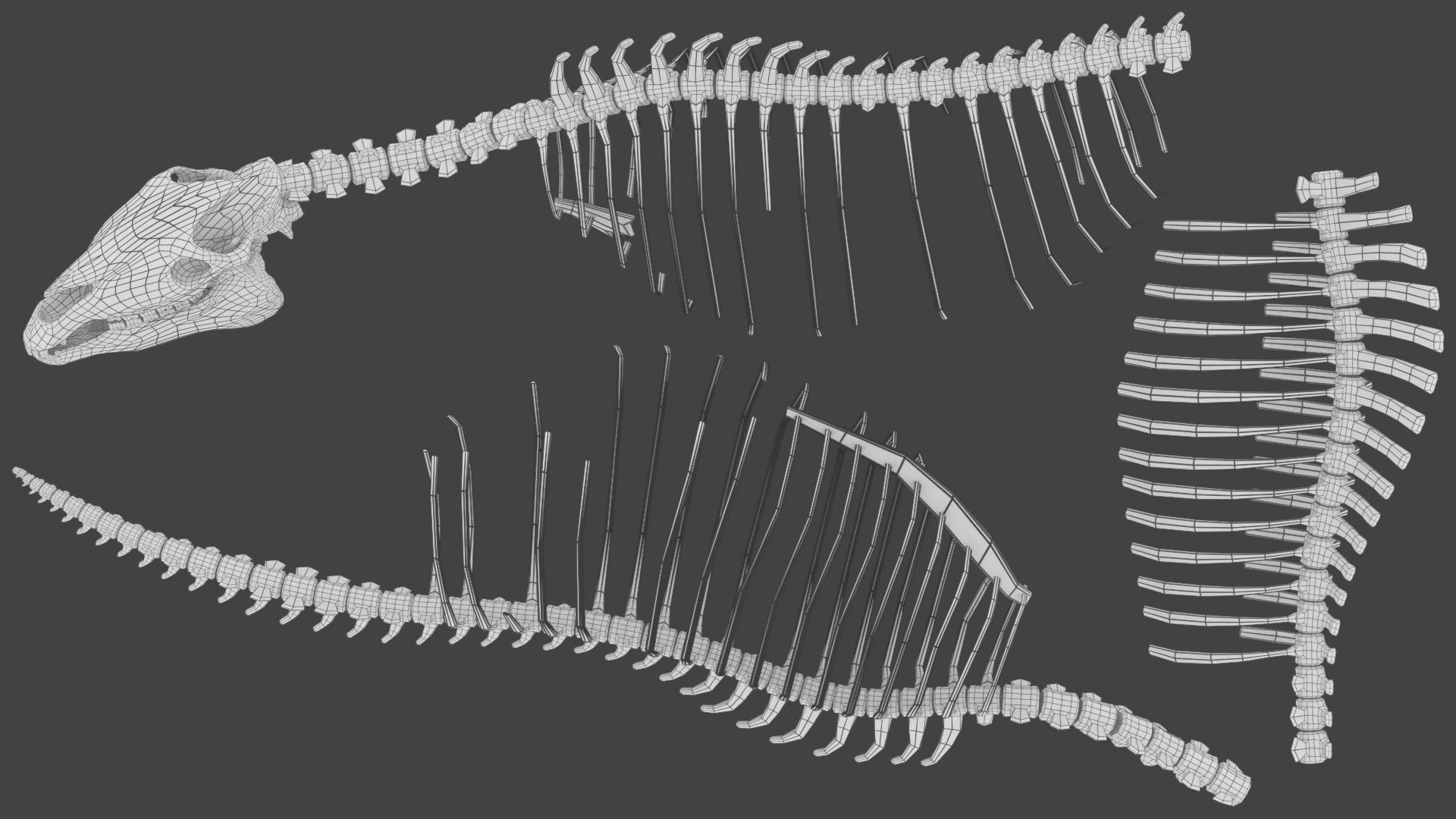 3D Animal Bone With Skull Model - TurboSquid 1948371