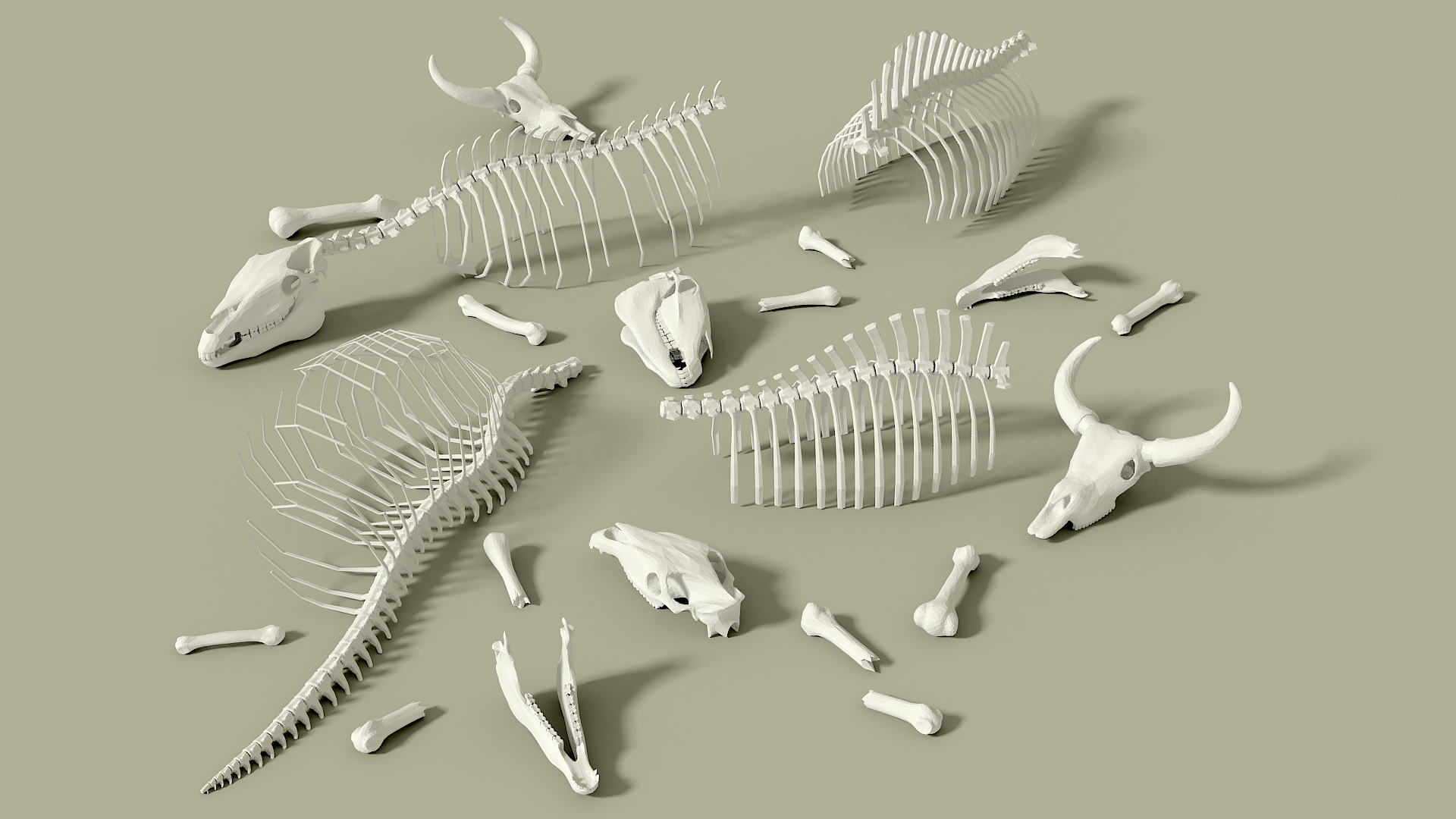 3D Animal Bone With Skull Model - TurboSquid 1948371