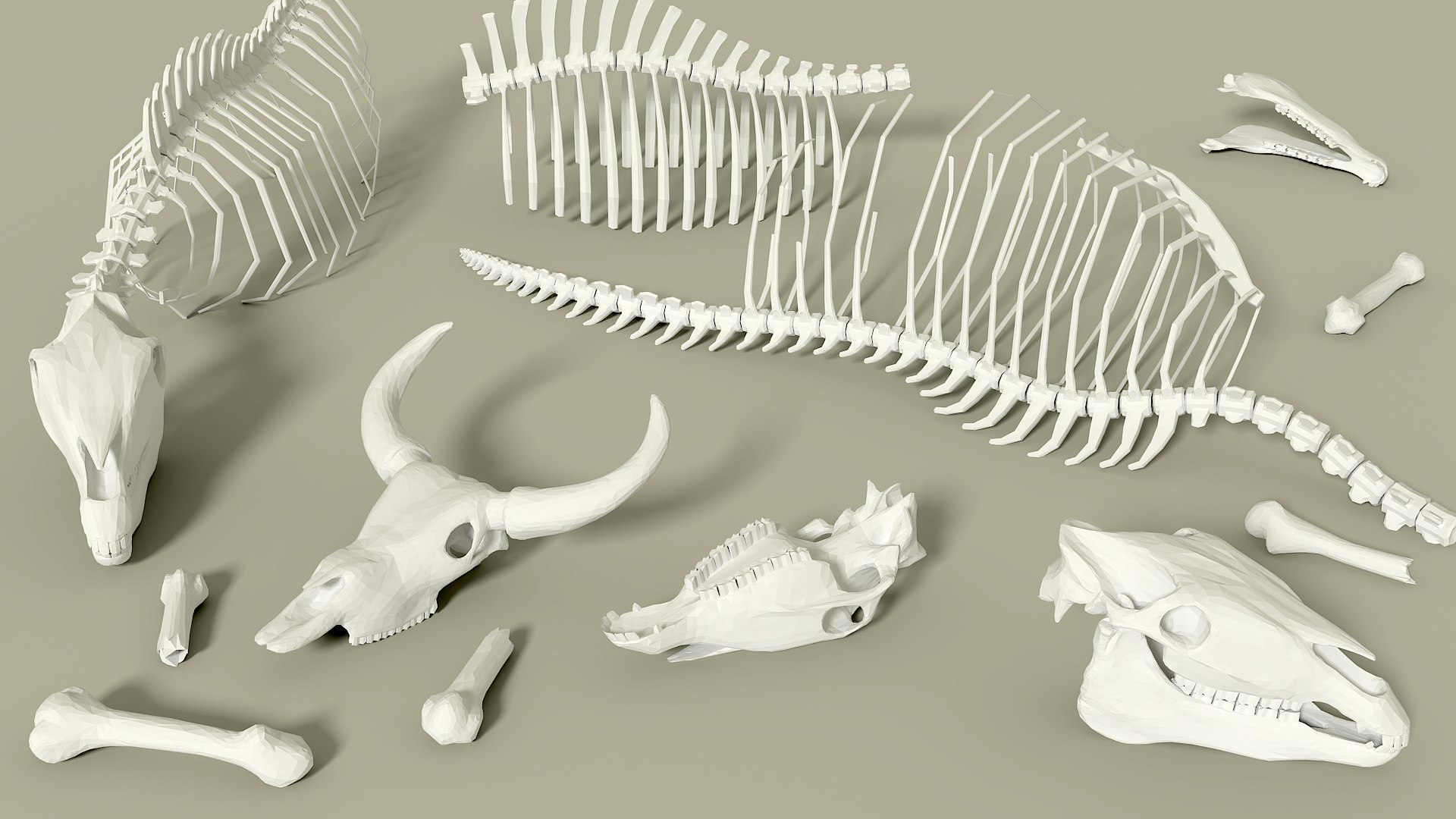 3D Animal Bone With Skull Model - TurboSquid 1948371