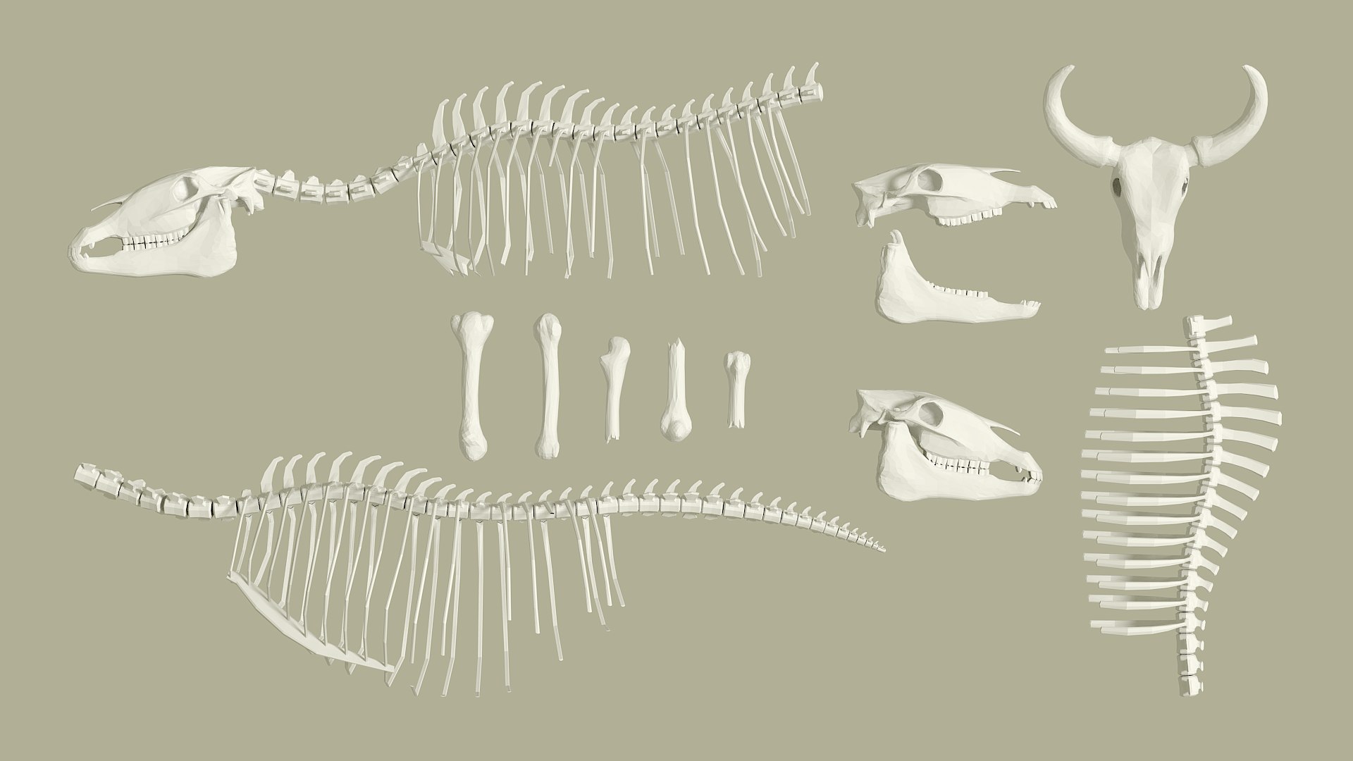 3D Animal Bone With Skull Model - TurboSquid 1948371