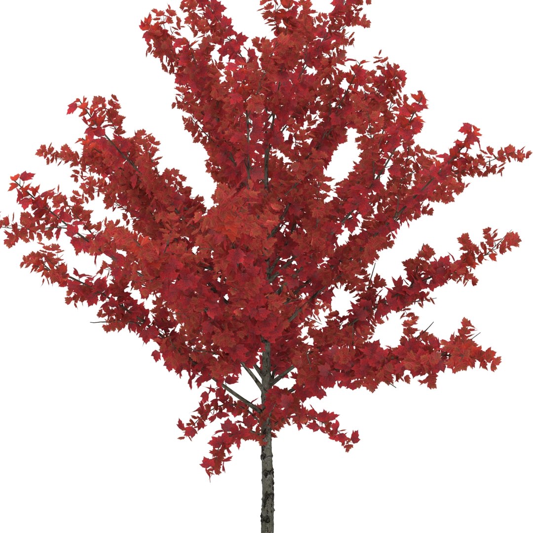 3d Young Tree Red Maple Model