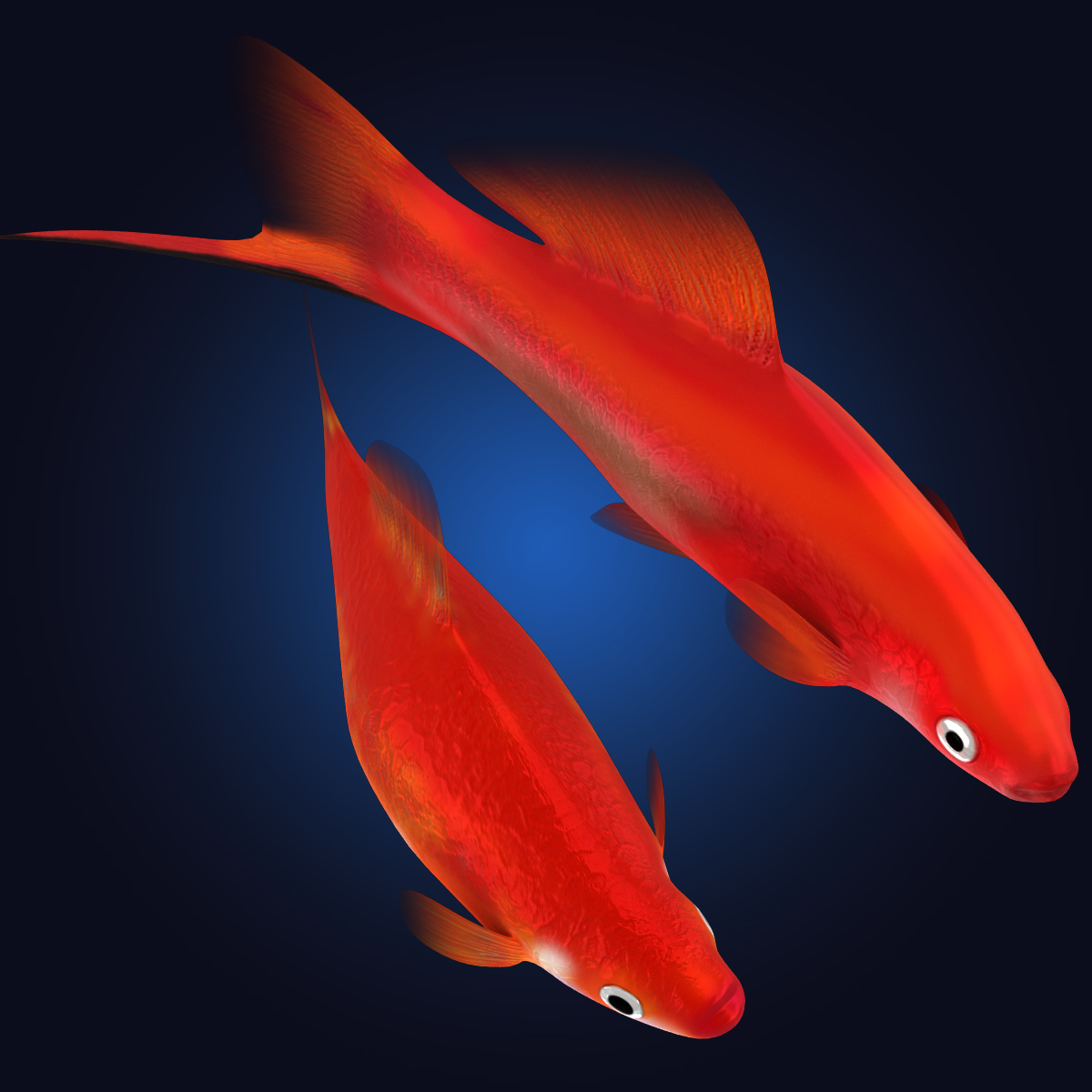 swordtail male female max