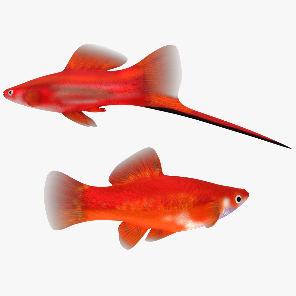 swordtail male female max