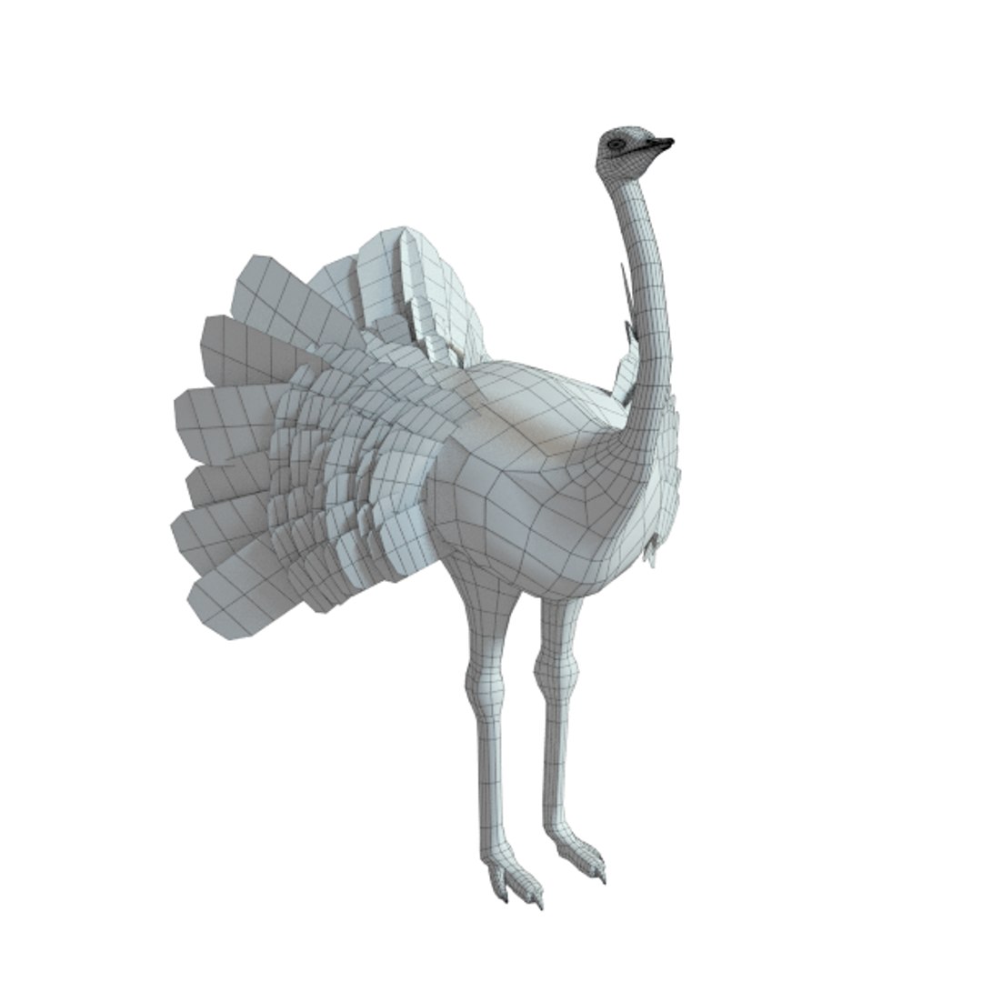 3d Ostrich Struthio Camelus