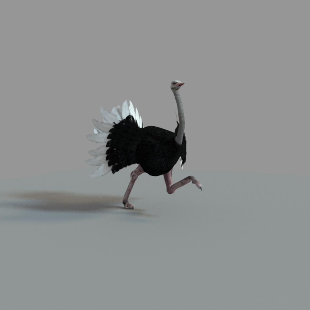 3d Ostrich Struthio Camelus
