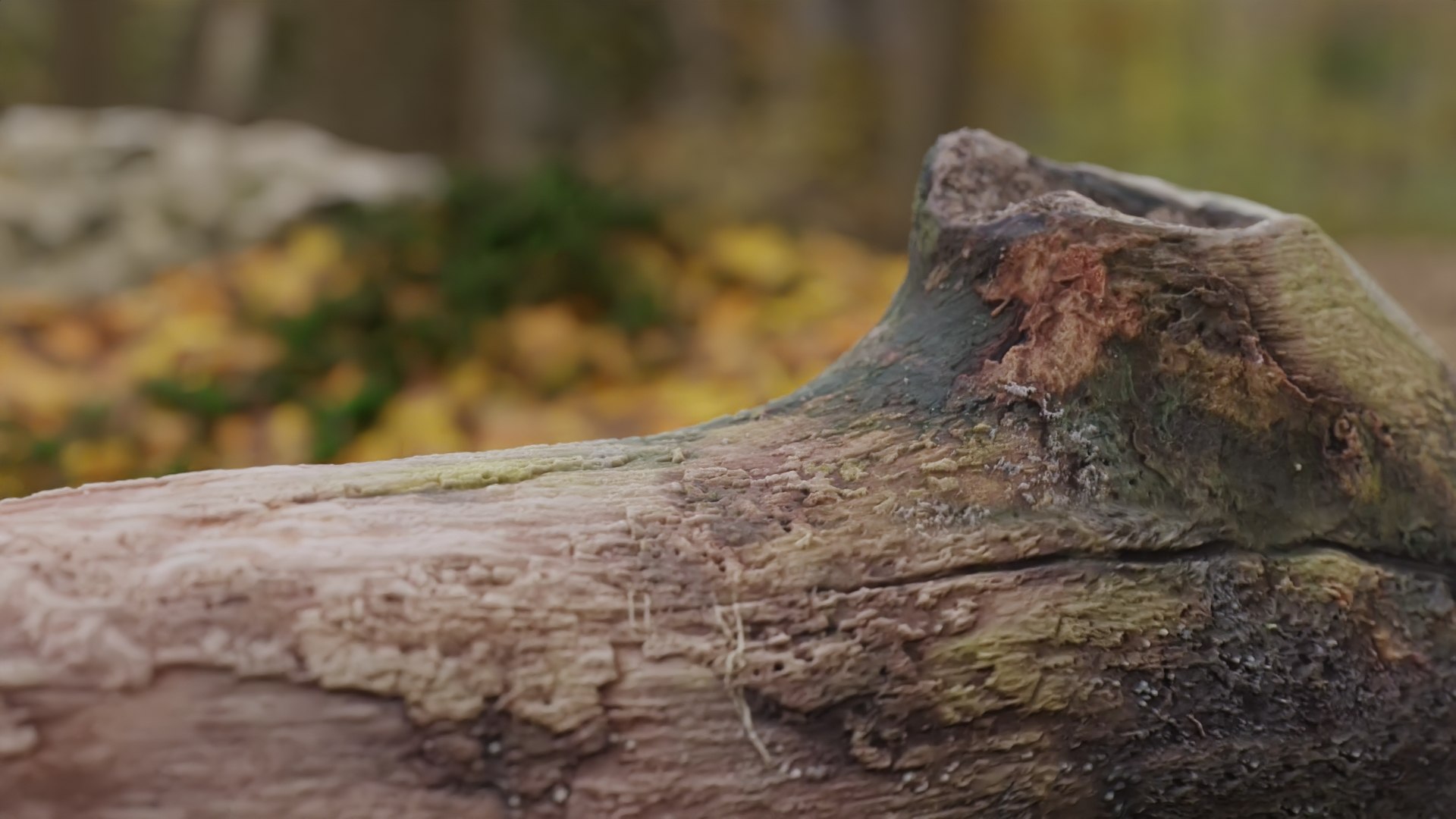 3D Curved Log Model - TurboSquid 1528724