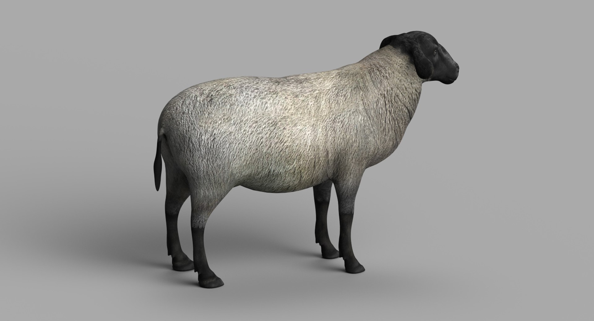 Sheep 3d 3ds