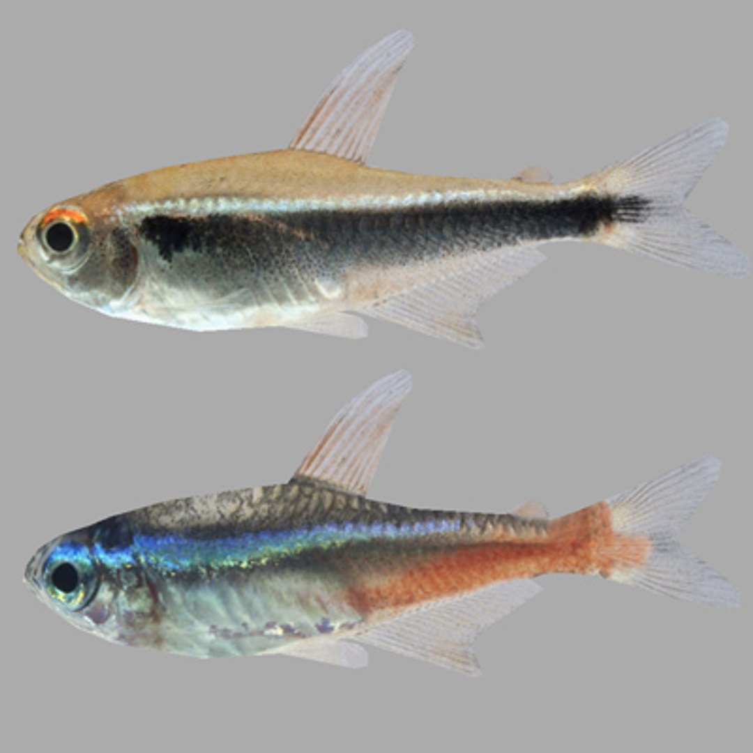 3d Fishes Neon Tetra Model