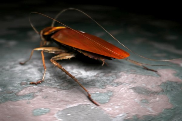 3ds max roach bug insect