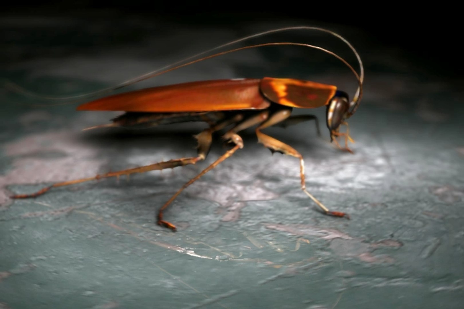3ds Max Roach Bug Insect
