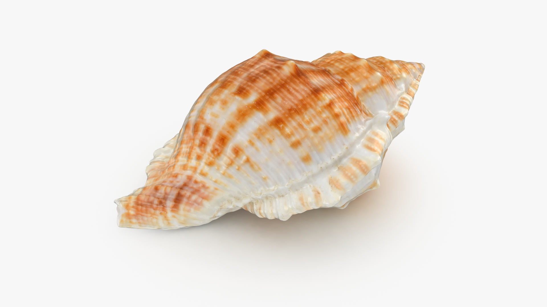 3D Sea Shell Collection 1 Model - TurboSquid 2254630