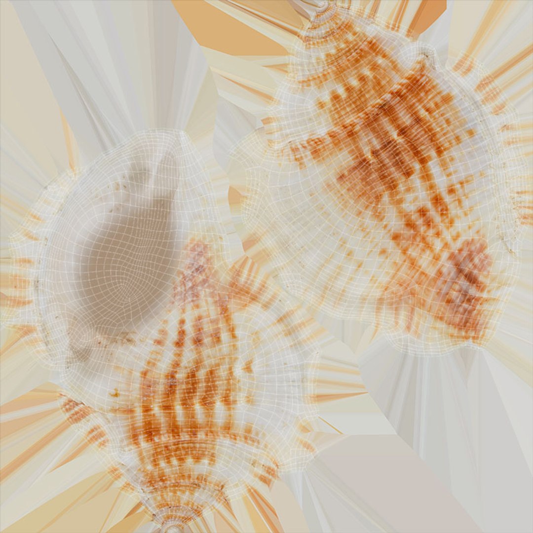 3D Sea Shell Collection 1 Model - TurboSquid 2254630
