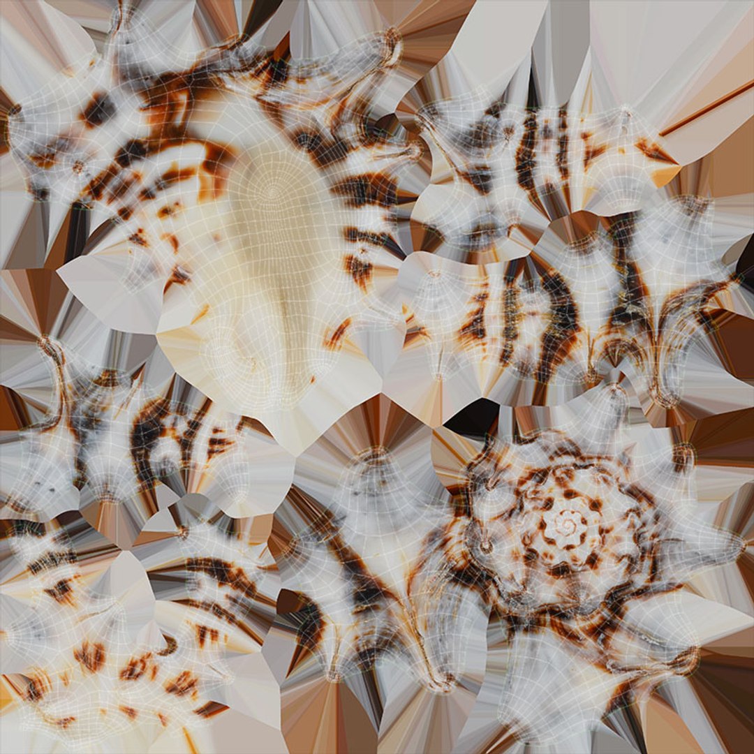 3D Sea Shell Collection 1 Model - TurboSquid 2254630