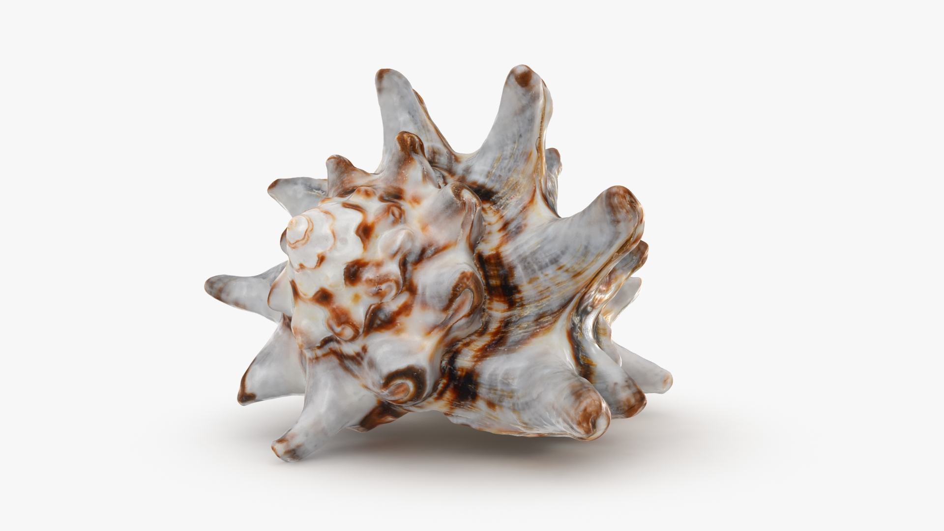 3D Sea Shell Collection 1 Model - TurboSquid 2254630