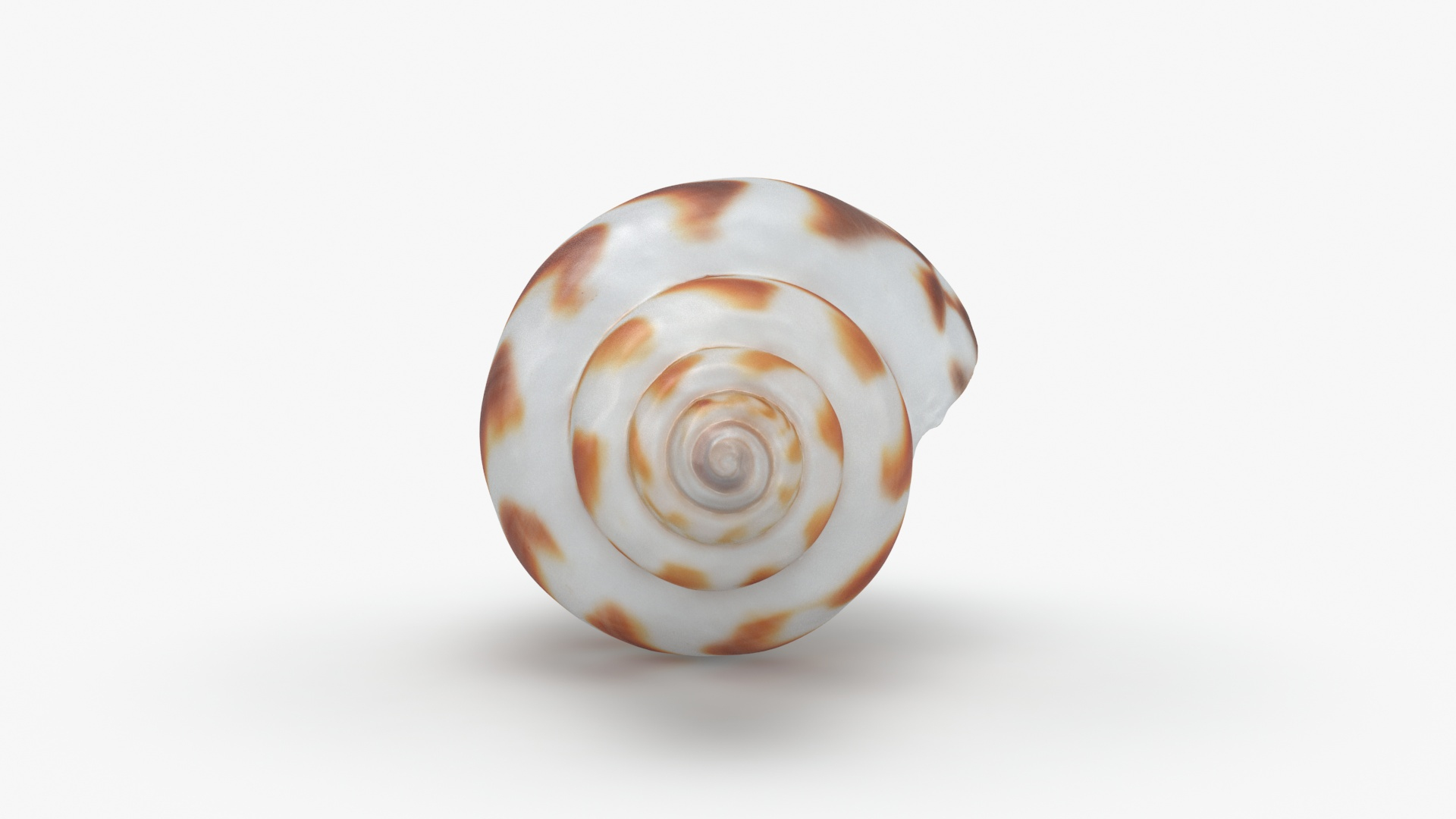 3D Sea Shell Collection 1 Model - TurboSquid 2254630