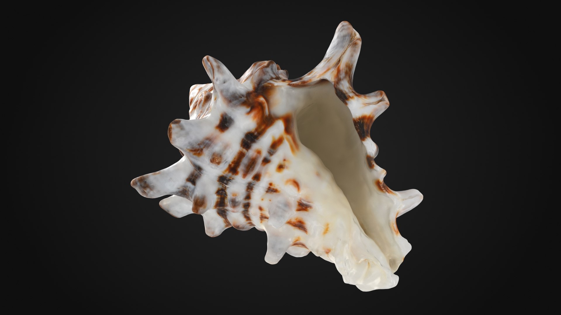 3D Sea Shell Collection 1 Model - TurboSquid 2254630