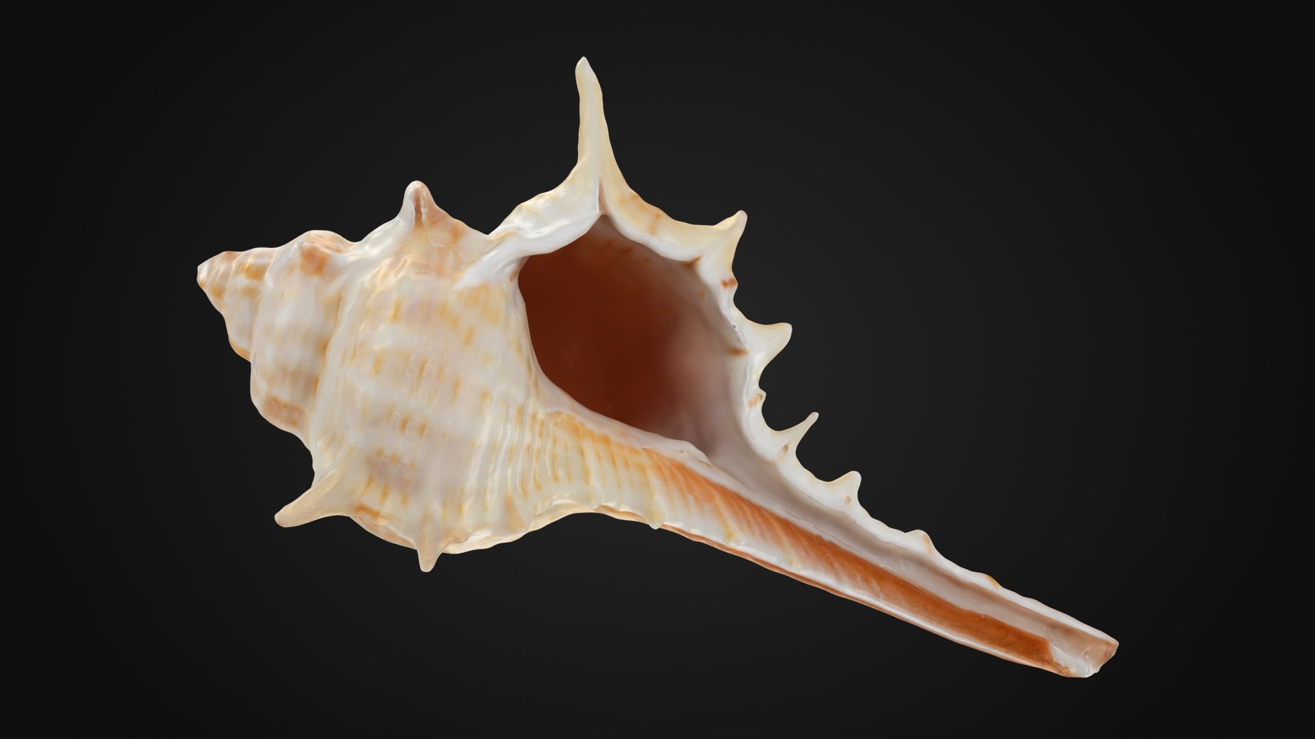 3D Sea Shell Collection 1 Model - TurboSquid 2254630