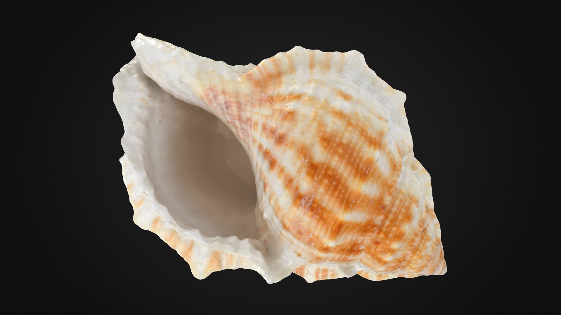 3D Sea Shell Collection 1 Model - TurboSquid 2254630