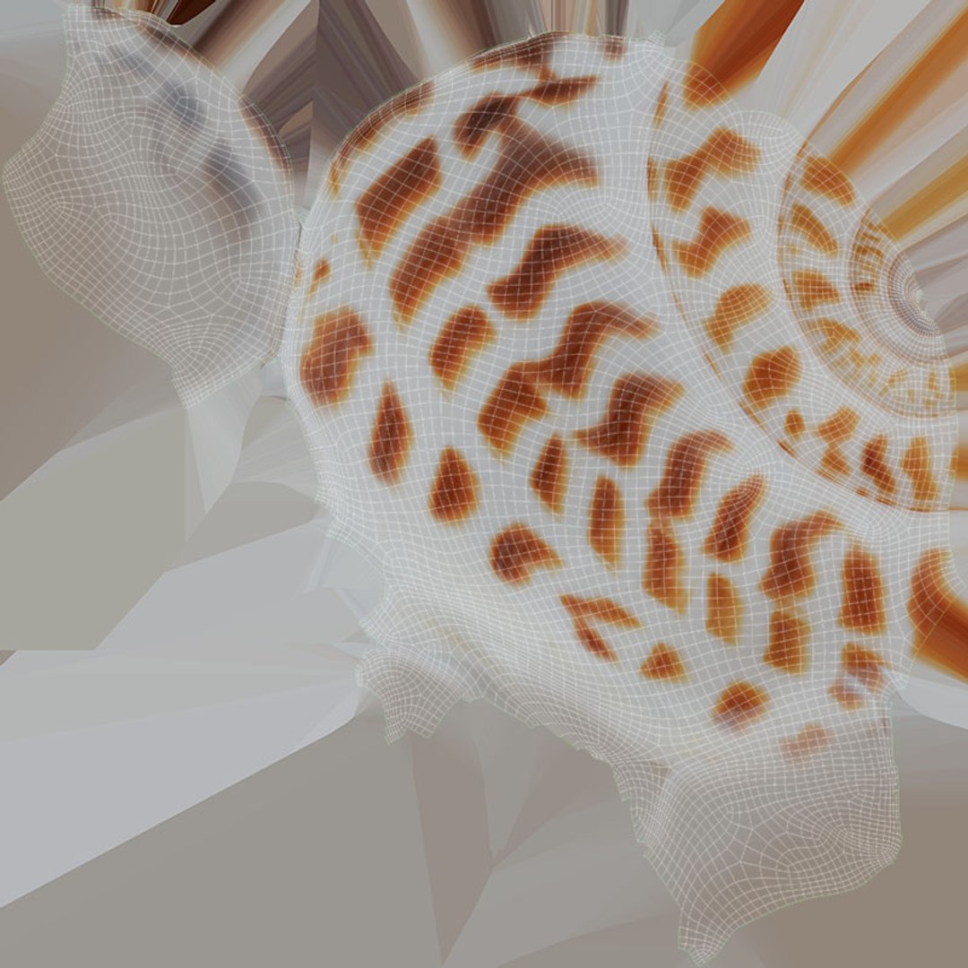 3D Sea Shell Collection 1 Model - TurboSquid 2254630