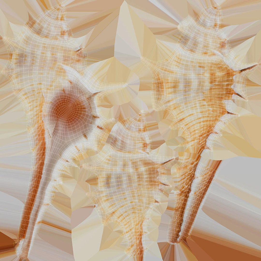 3D Sea Shell Collection 1 Model - TurboSquid 2254630