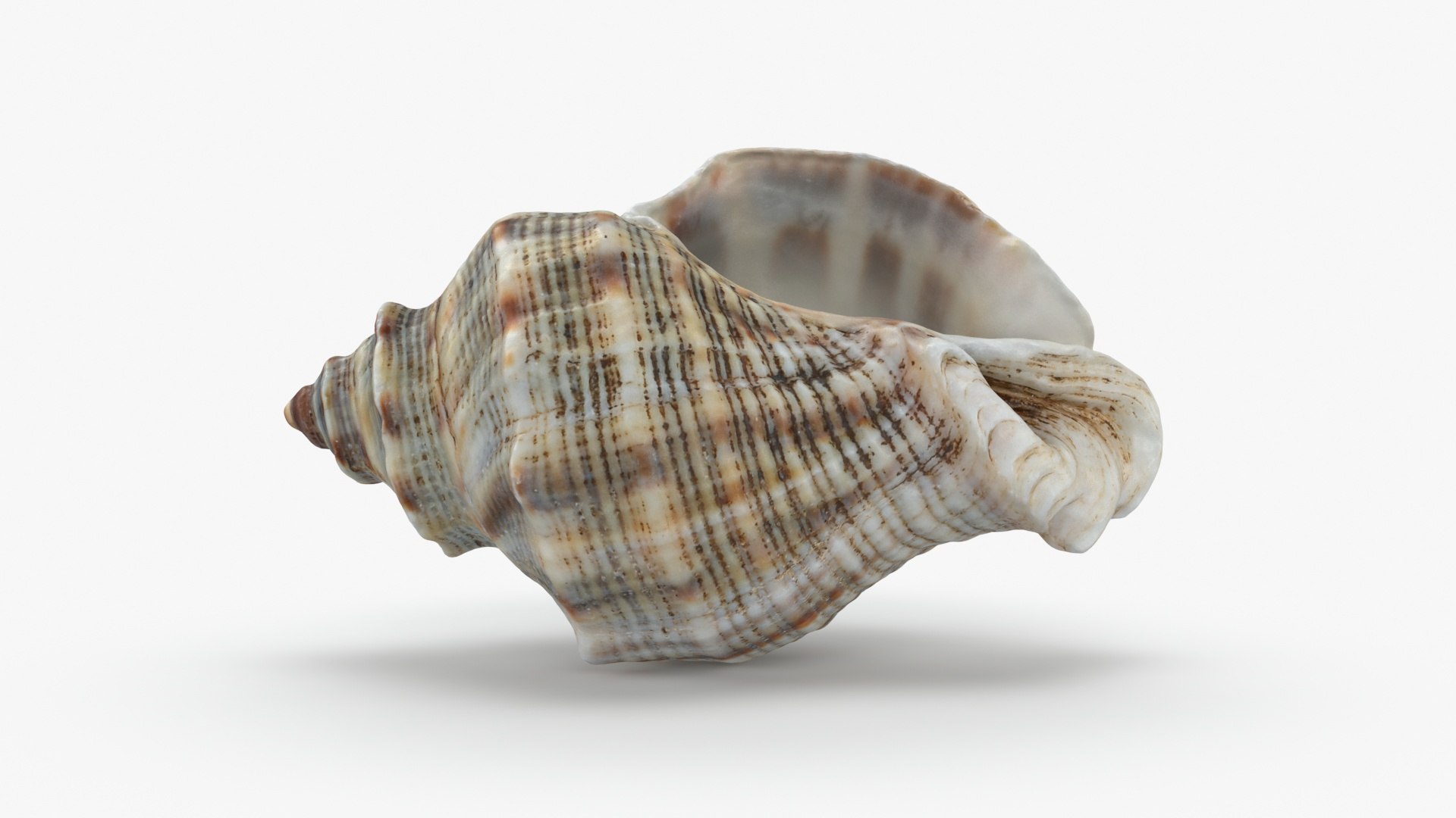 3D Sea Shell Collection 1 Model - TurboSquid 2254630
