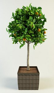 Download Free & Premium Orange Tree 3D Models | TurboSquid