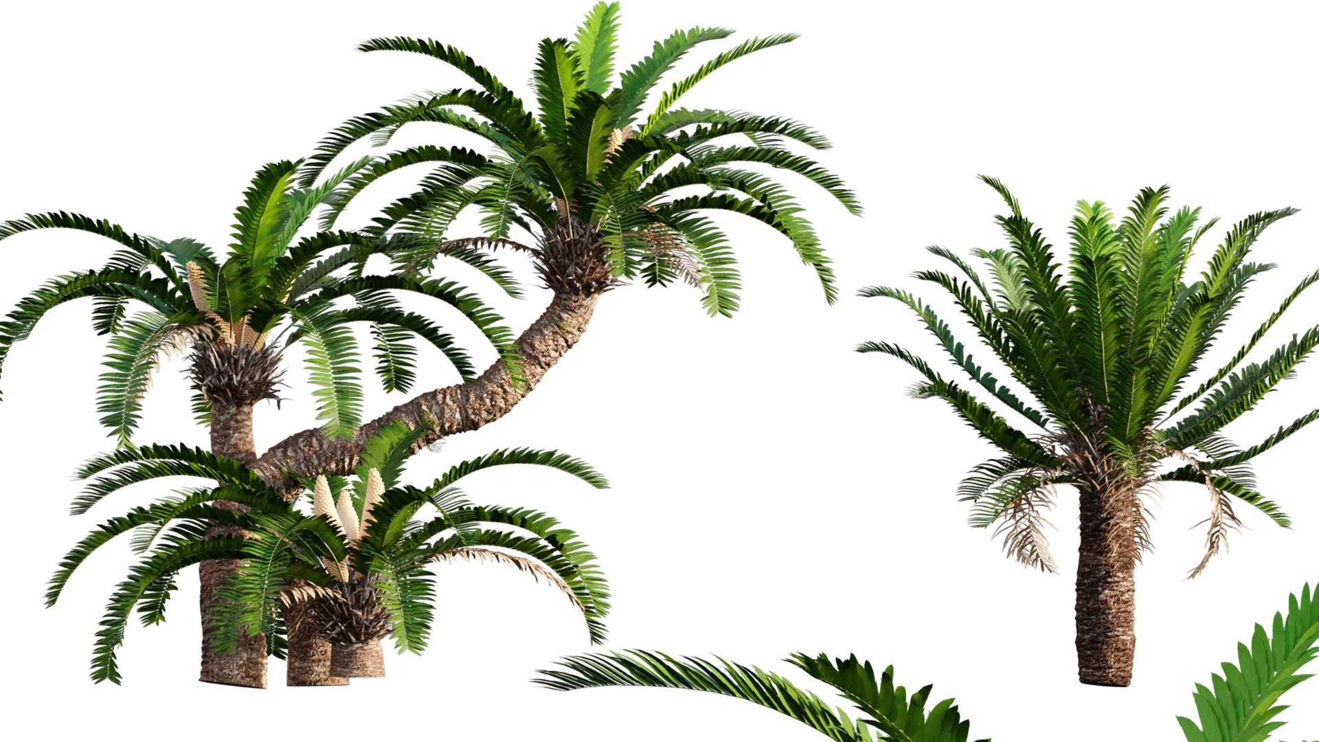 Encephalartos Altensteinii - Palm 01 3D Model - TurboSquid 1782072