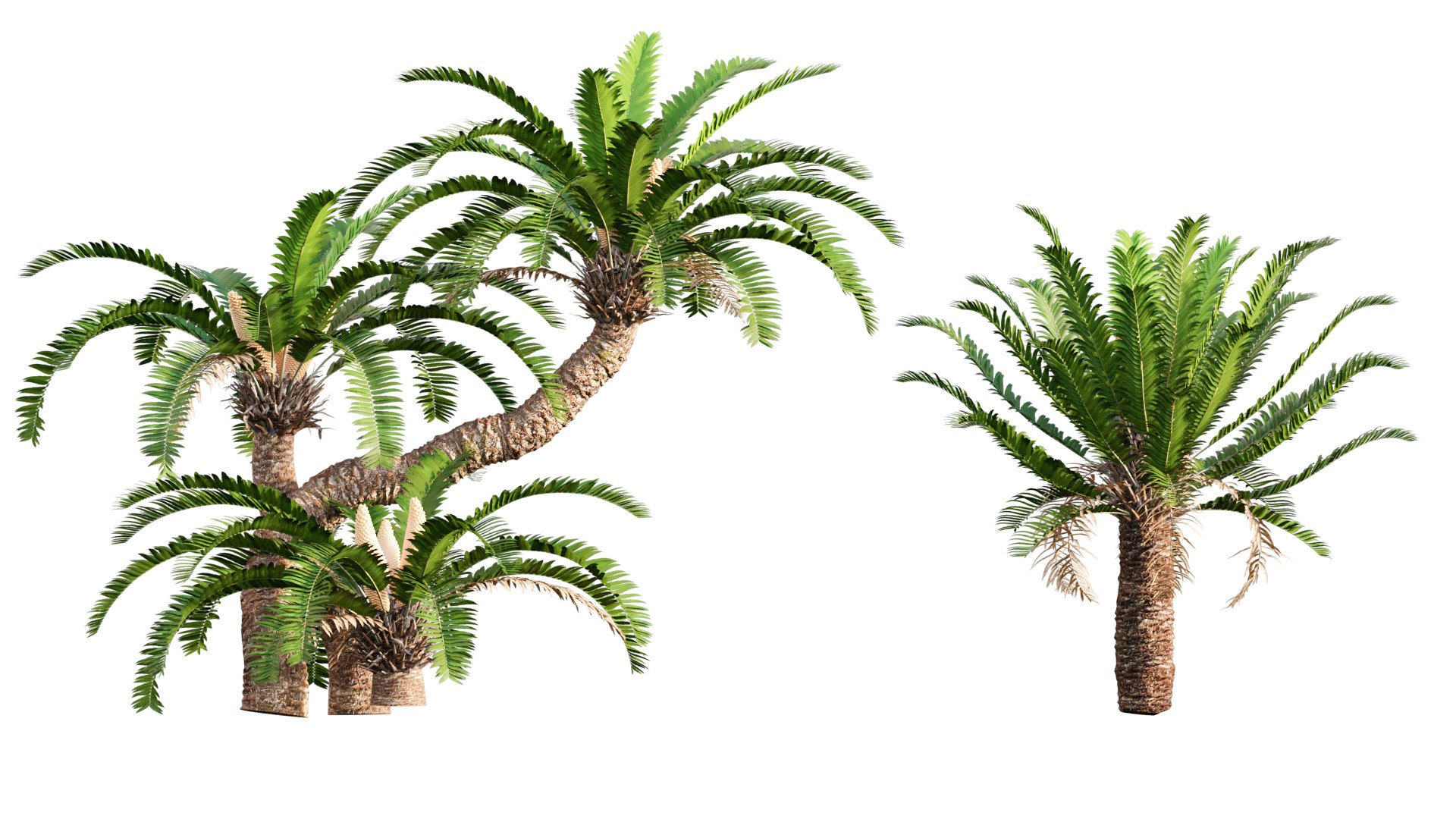 Encephalartos Altensteinii - Palm 01 3D Model - TurboSquid 1782072