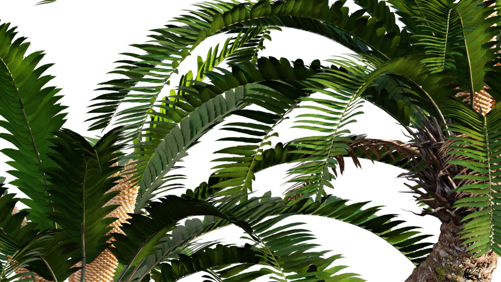 Encephalartos Altensteinii - Palm 01 3D Model - TurboSquid 1782072