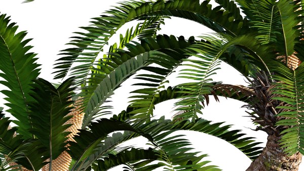 Encephalartos altensteinii - palm 01 3D model - TurboSquid 1782072