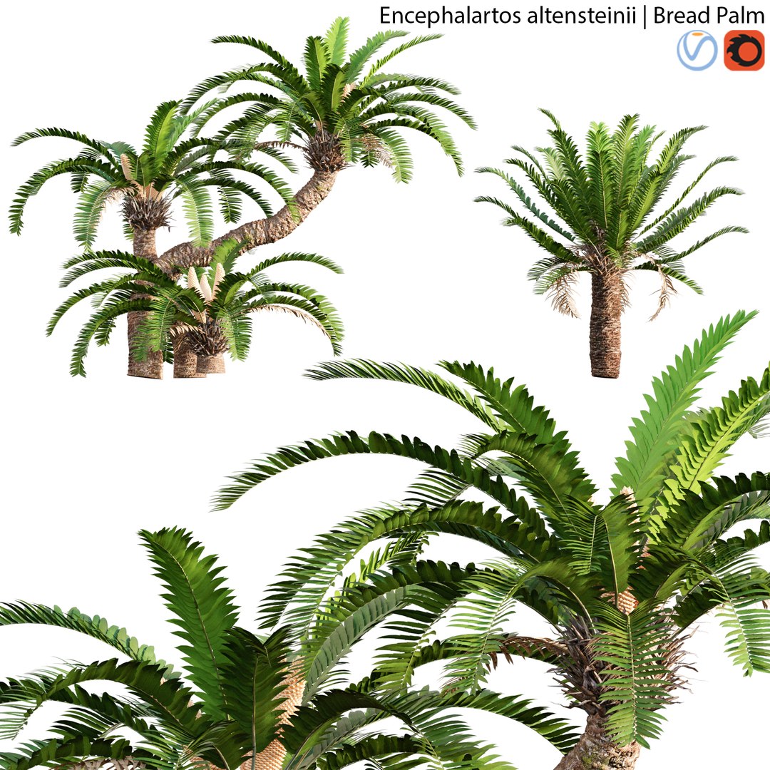 Encephalartos Altensteinii - Palm 01 3D Model - TurboSquid 1782072