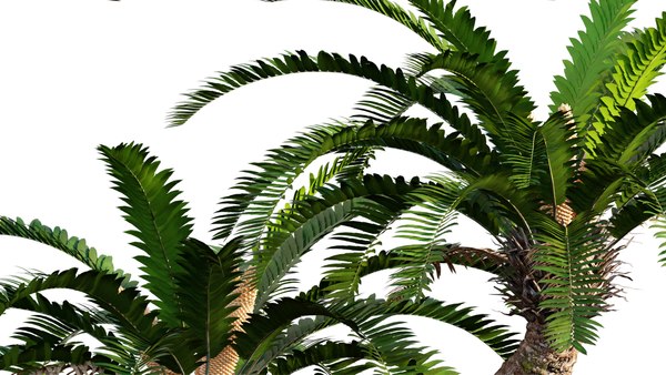 Encephalartos altensteinii - palm 01 3D model - TurboSquid 1782072