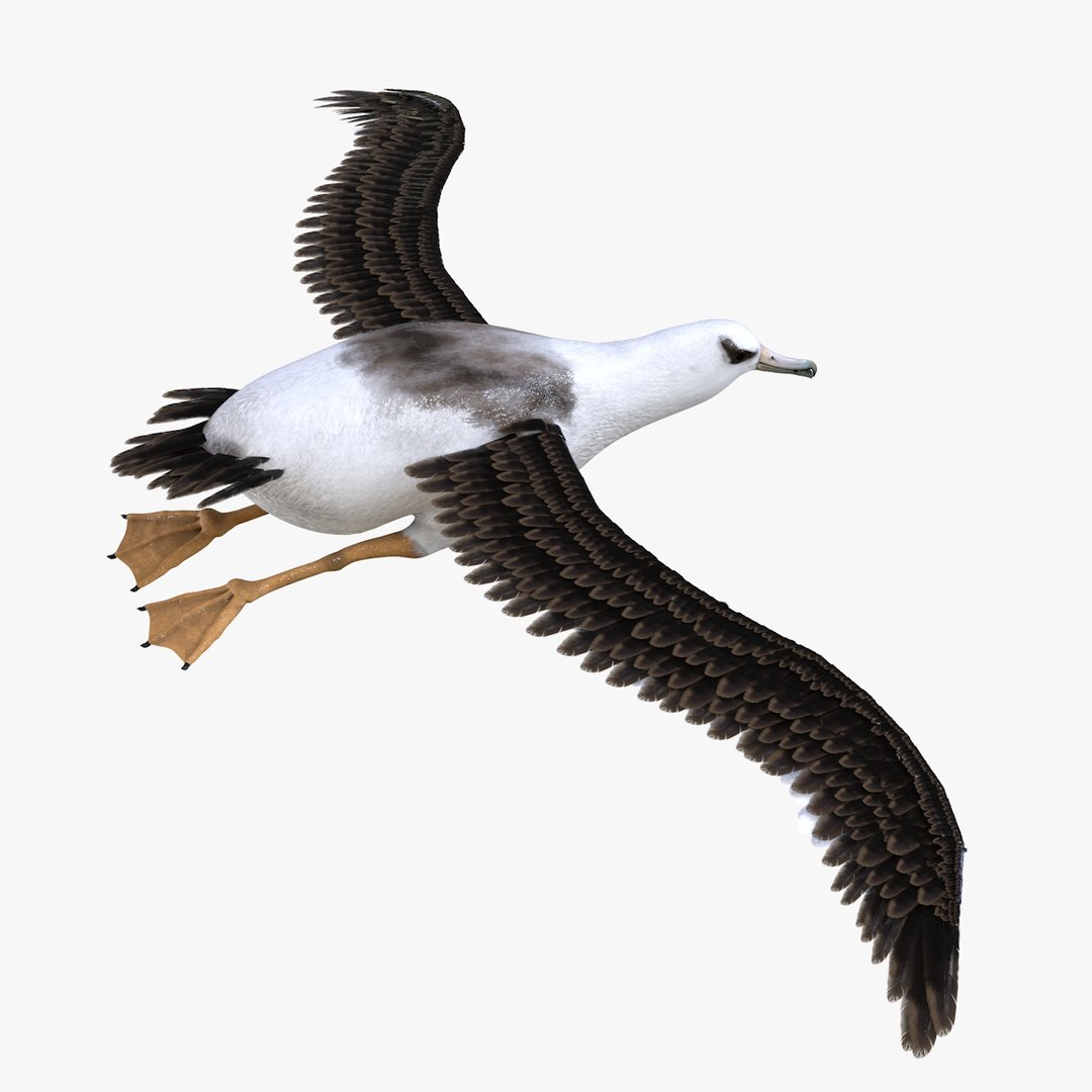 Bird Albatross 3D Model - TurboSquid 1534751