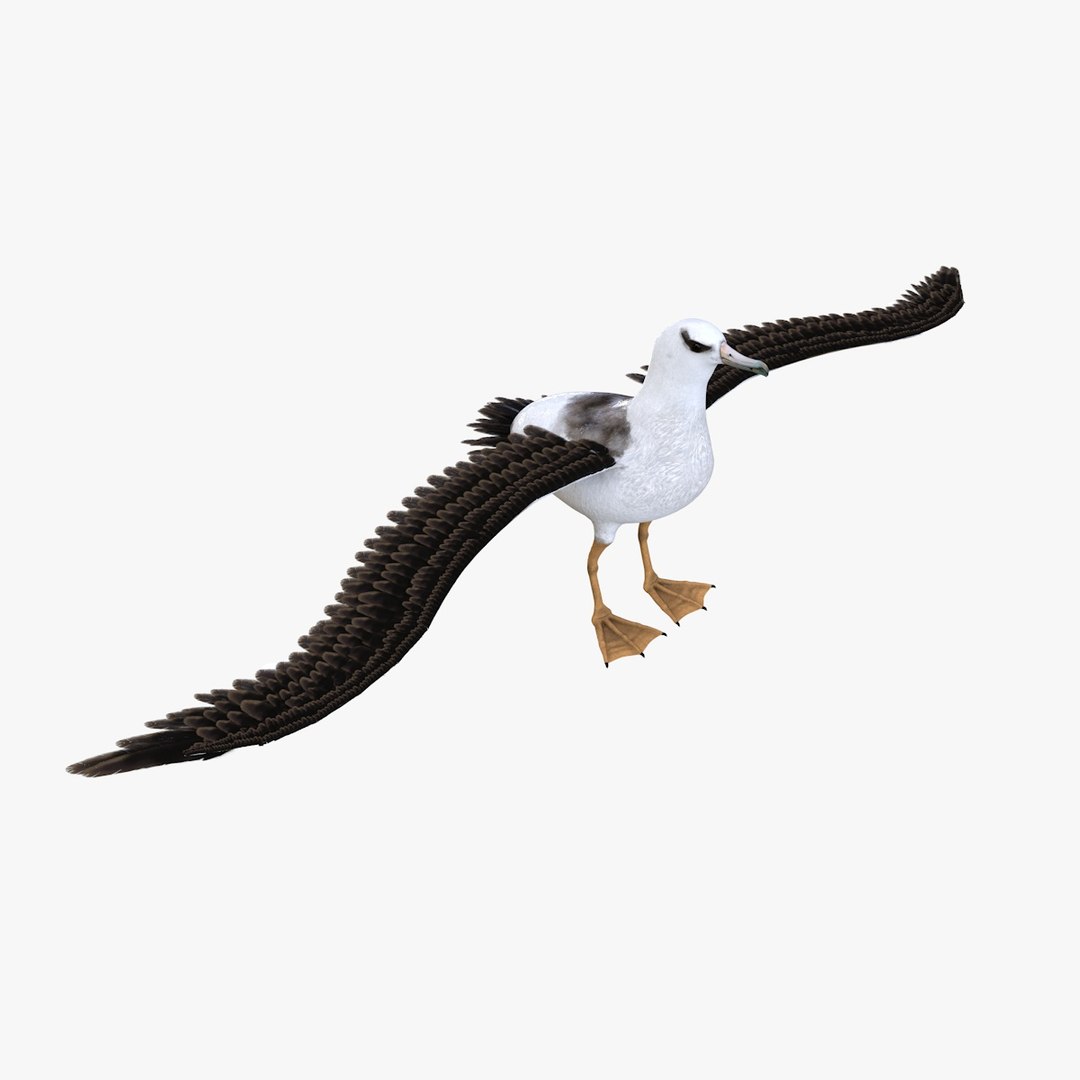 Bird Albatross 3D Model - TurboSquid 1534751
