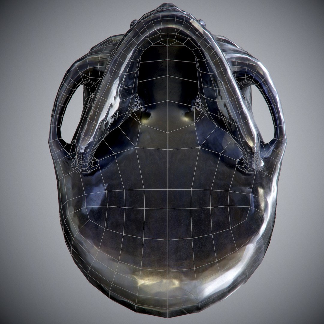 Steel Skull Fangs 3d Model