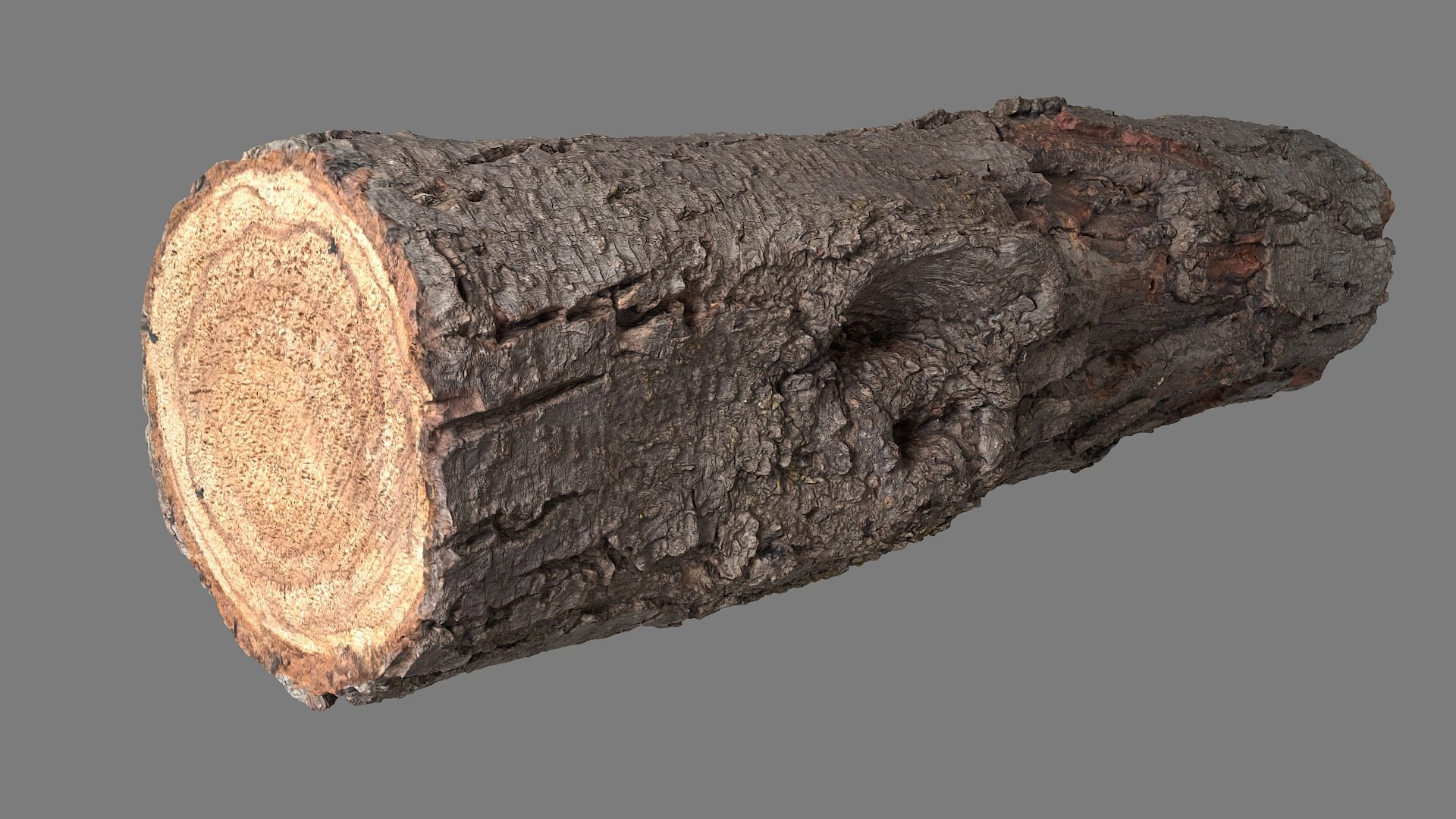 3D Tree Bark Scanned 7 - TurboSquid 2015755