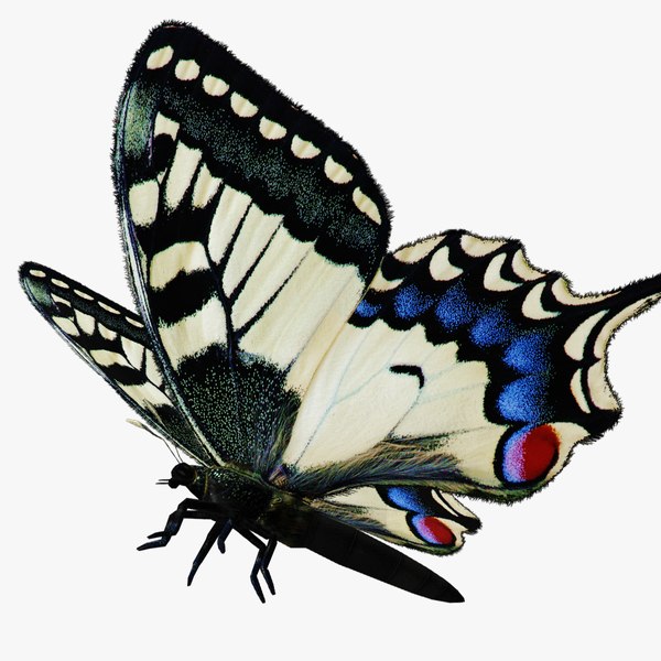 modelo 3d Modelo de mariposa 3D de elegancia alada Modelo 3D de baja ...