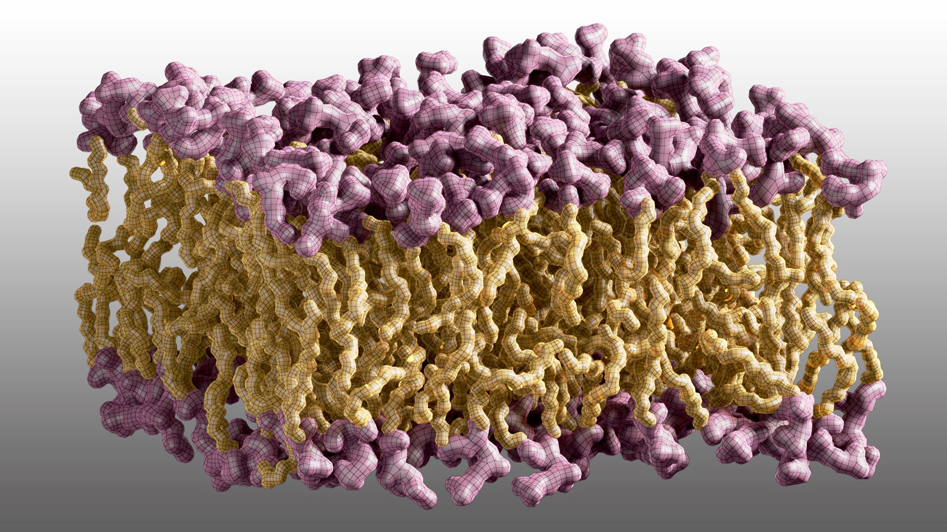 Part Of A Lipid Bilayer 3D Model - TurboSquid 2117919