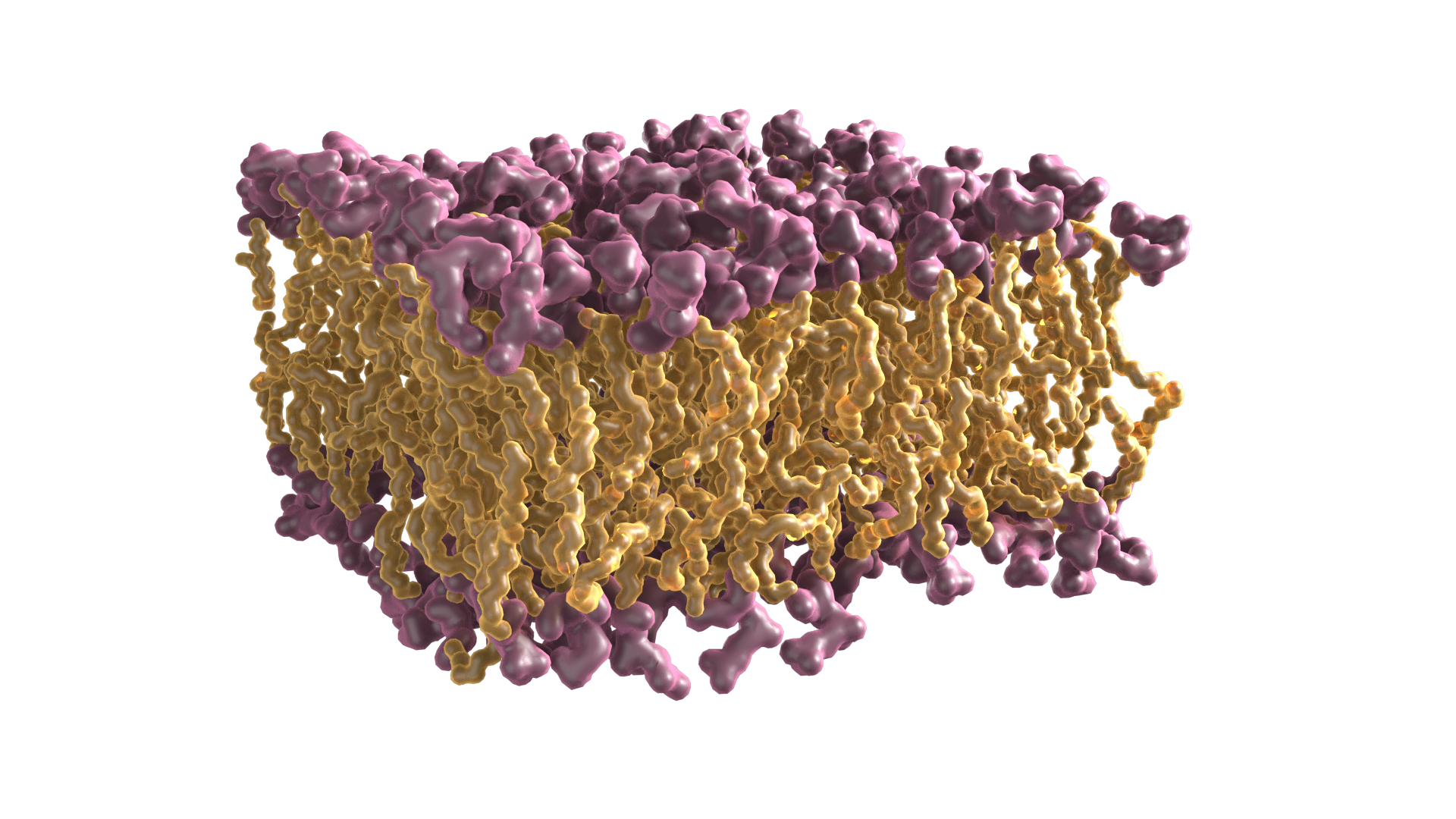 Part of a lipid bilayer 3D model - TurboSquid 2117919