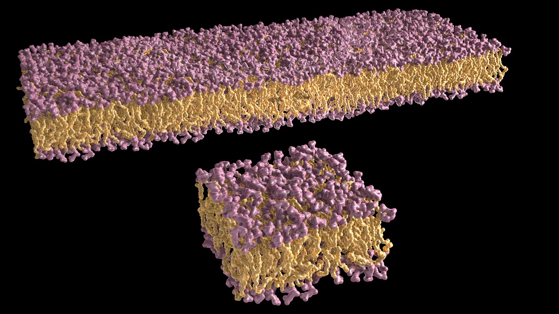 Part Of A Lipid Bilayer 3D Model - TurboSquid 2117919