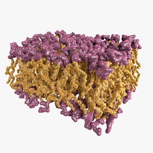 3D Lipids Models - Browse & Download Formats - TurboSquid