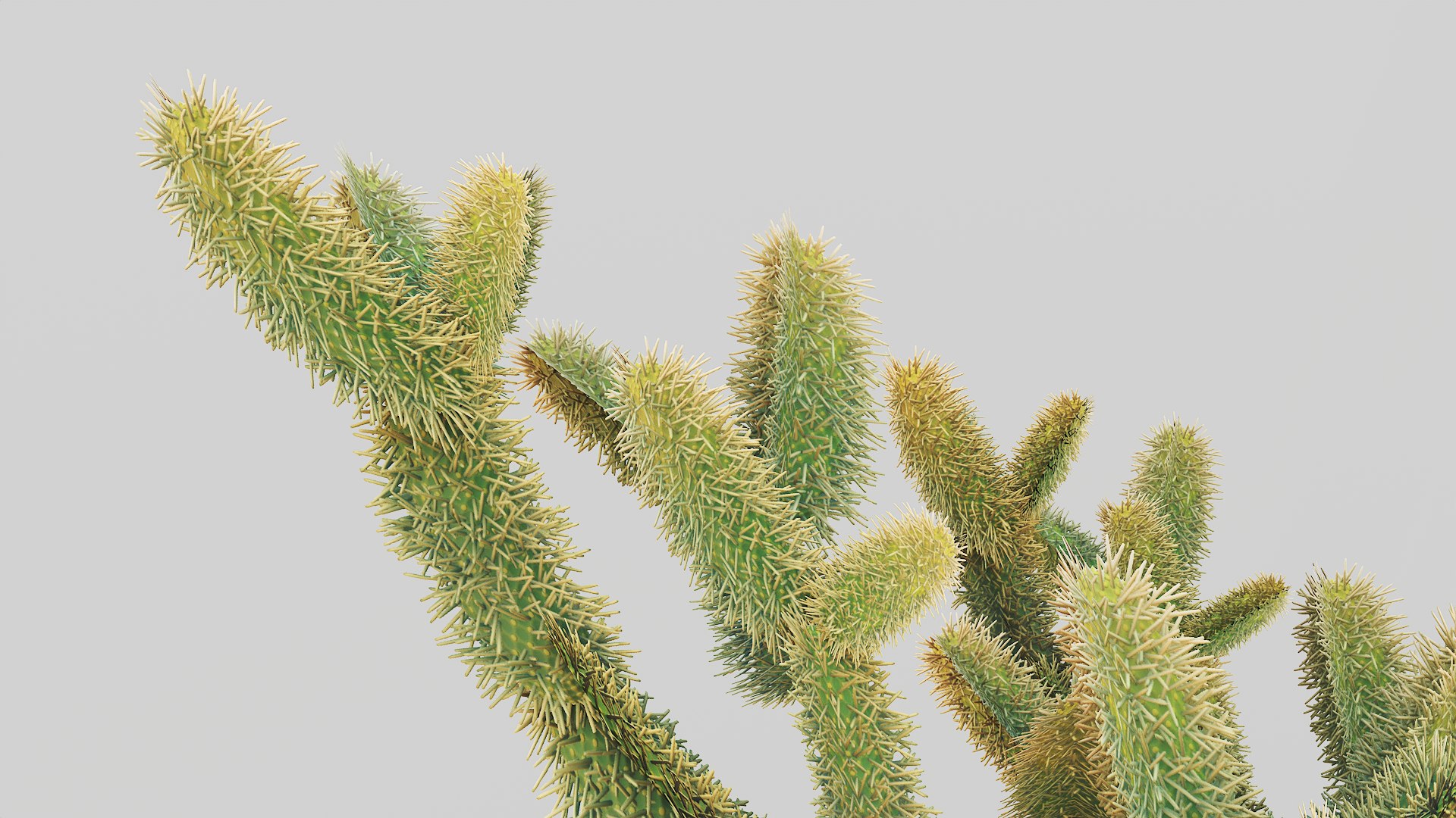 3D Model Jumping Cholla - TurboSquid 2343829