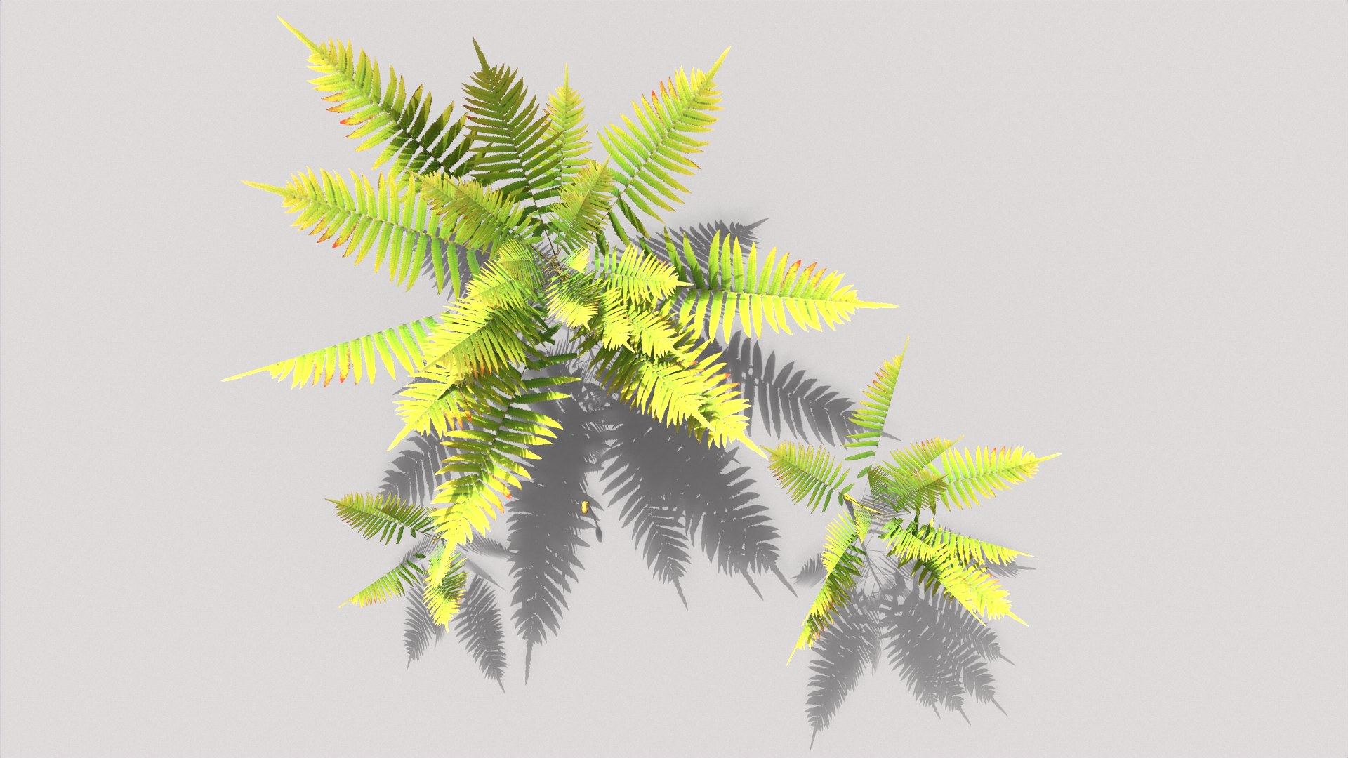 3D Model Fern Pack - Low Poly - TurboSquid 1841170