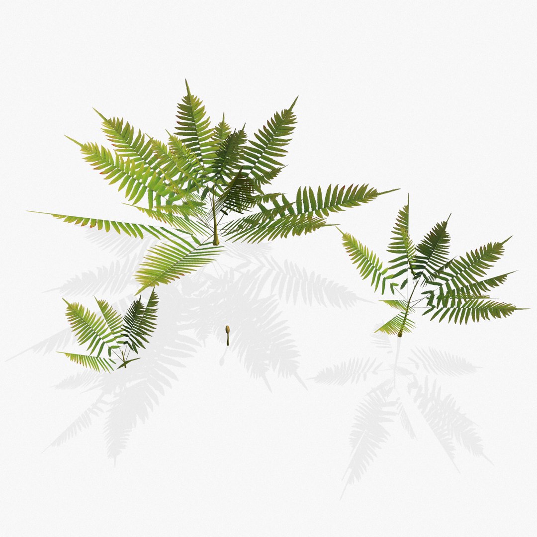 3D Model Fern Pack - Low Poly - TurboSquid 1841170