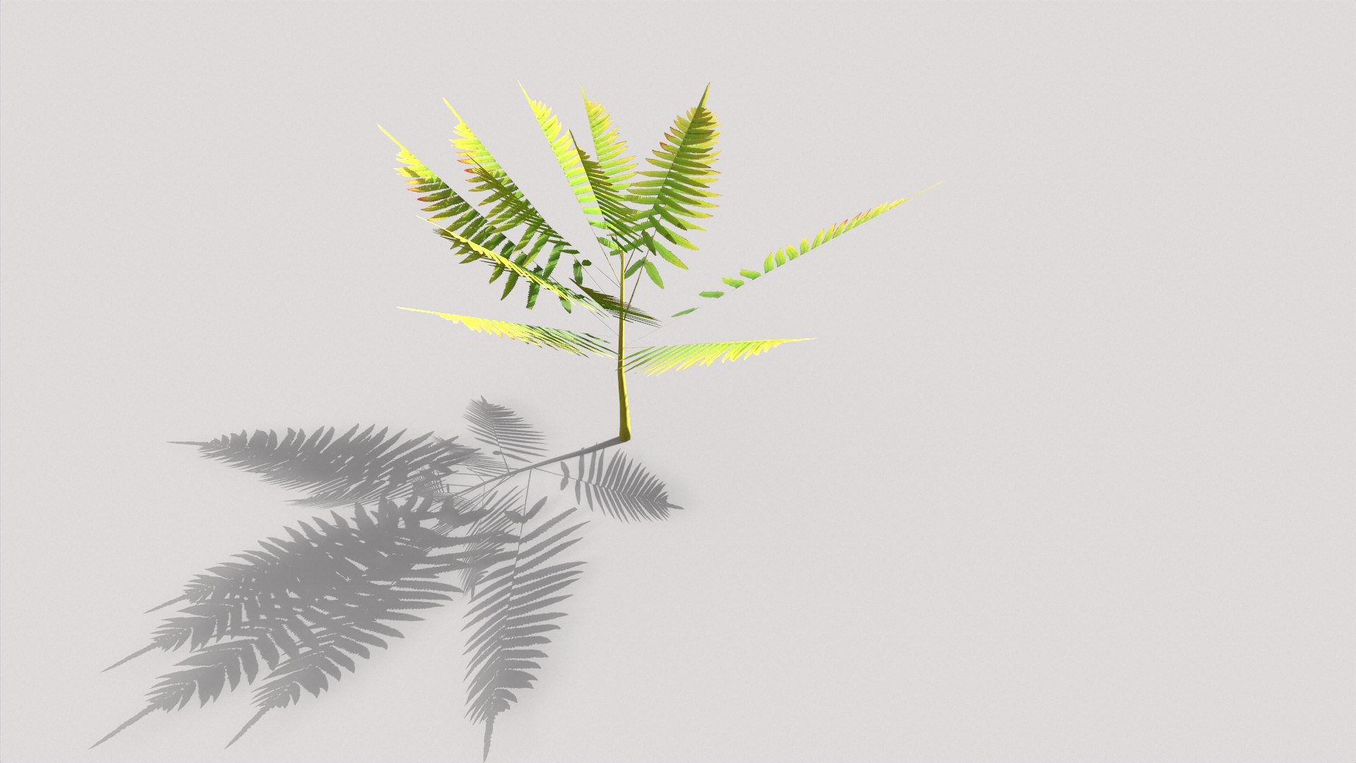 3D Model Fern Pack - Low Poly - TurboSquid 1841170