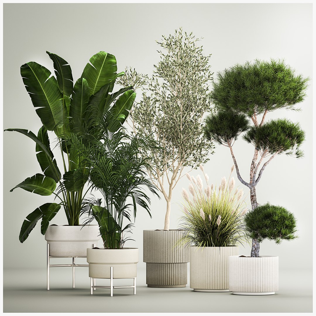 3D Set Of Potted Plants Olive Palm Strelitzia 1198 - TurboSquid 2029407