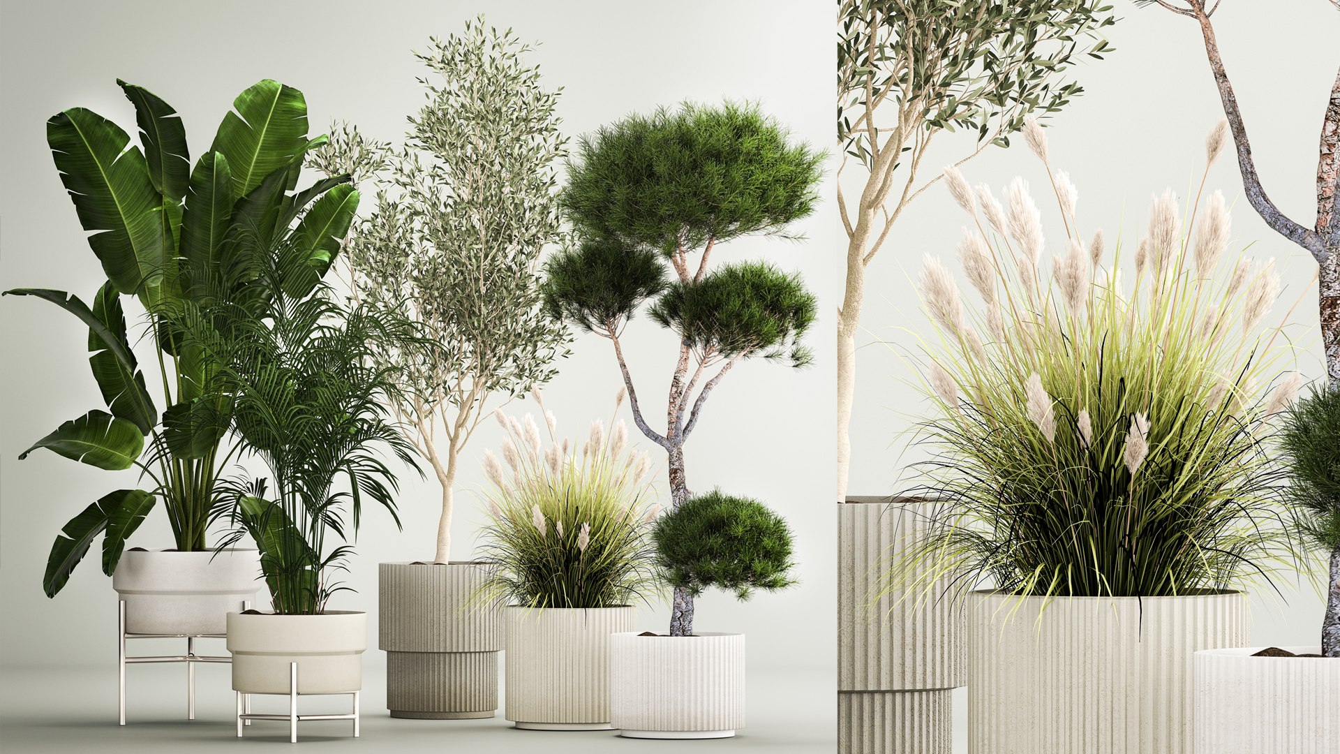 3D Set Of Potted Plants Olive Palm Strelitzia 1198 - TurboSquid 2029407