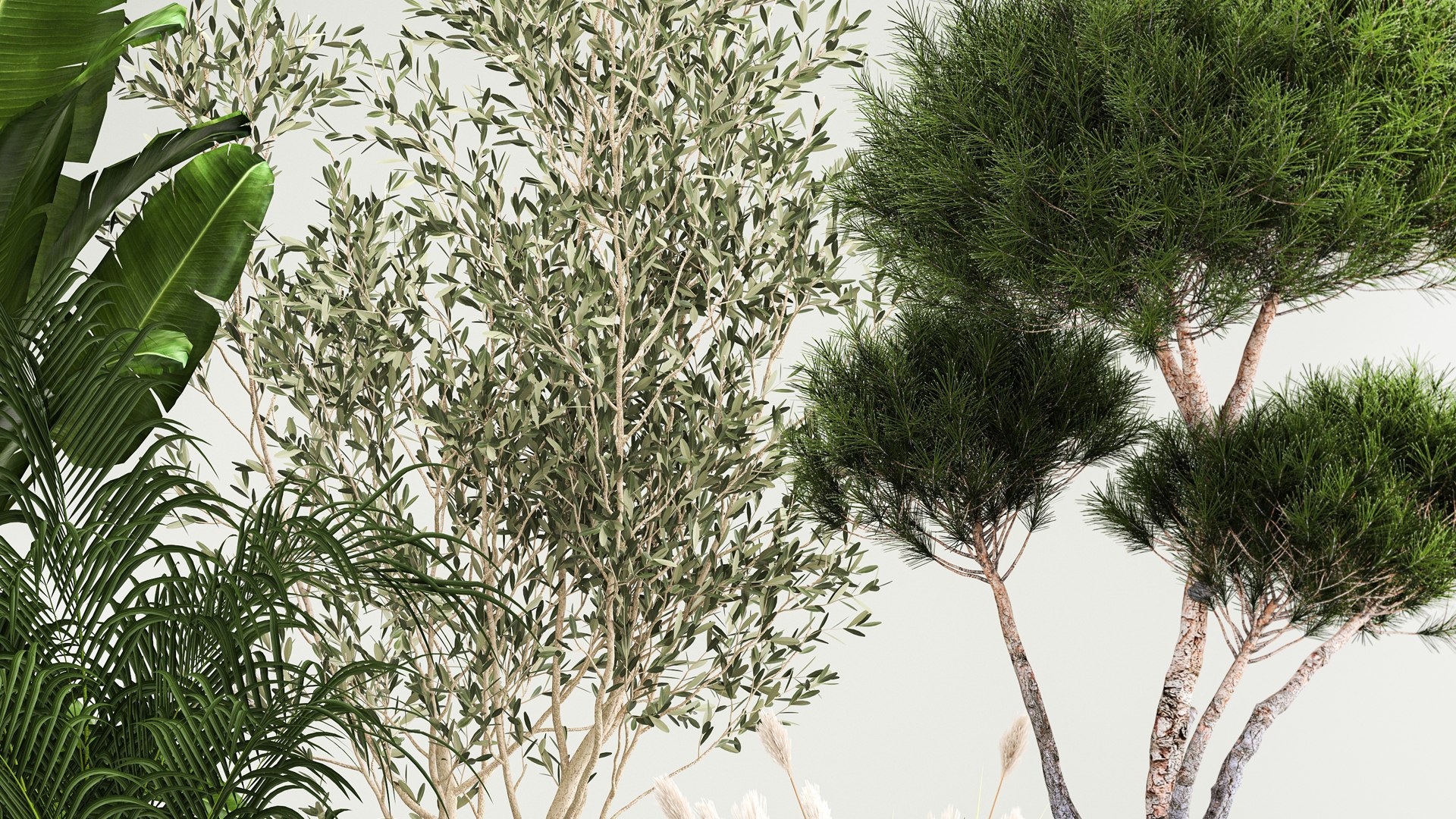 3D Set Of Potted Plants Olive Palm Strelitzia 1198 - TurboSquid 2029407