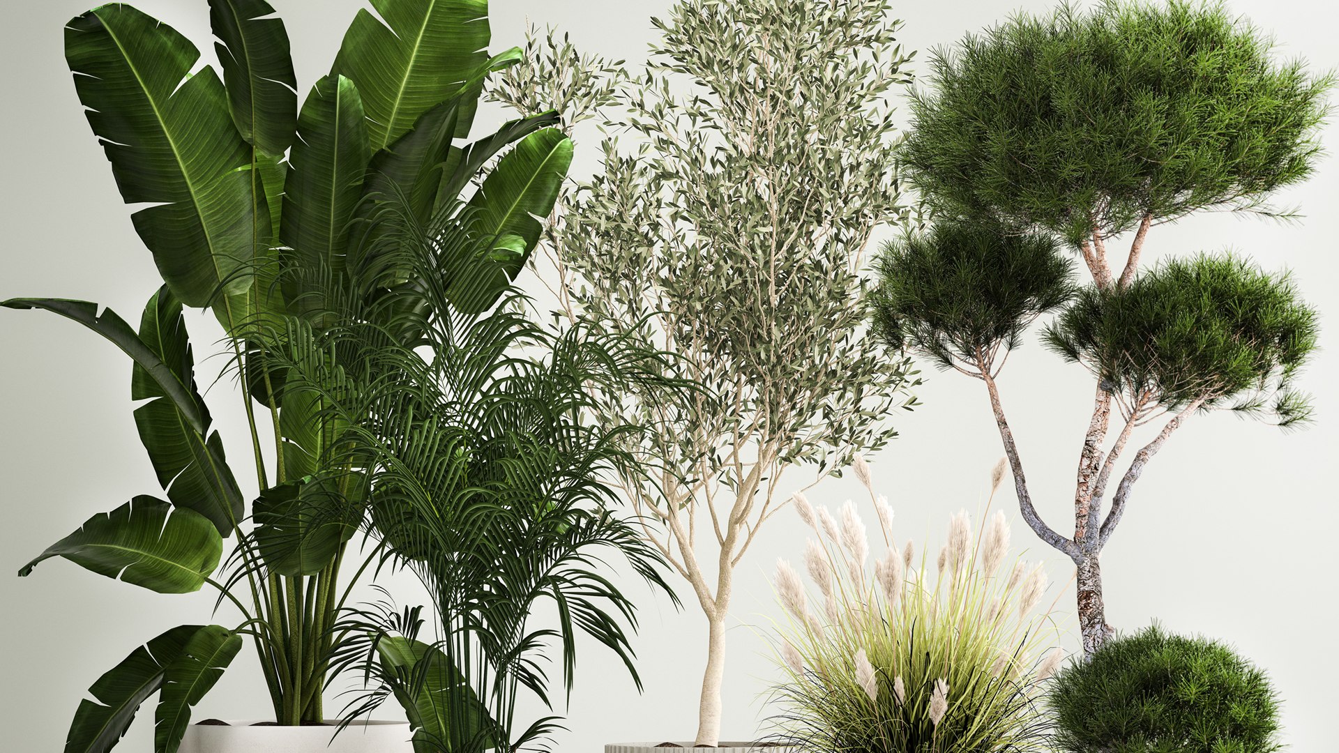 3D Set Of Potted Plants Olive Palm Strelitzia 1198 - TurboSquid 2029407